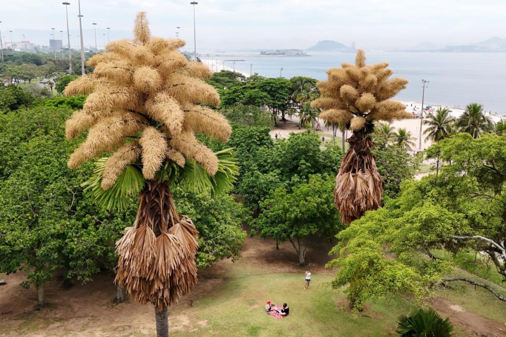 Zeldzame Palmbomen in Rio Bloeien Eindelijk: Slechts Eén Keer na 60 ...